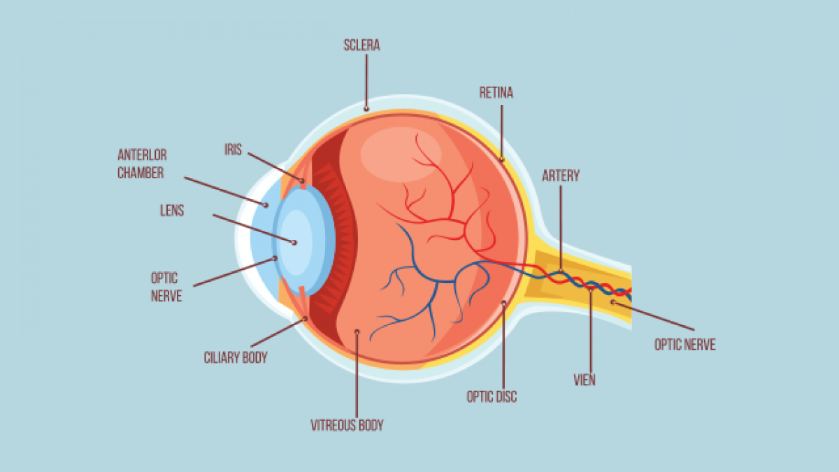 What Is The Difference Between Choroid And Sclera Compare, 56% OFF